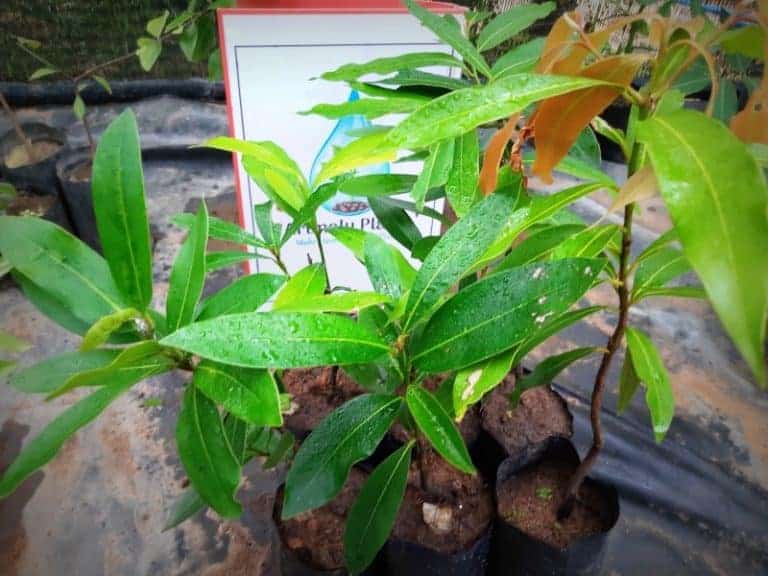 Thibiri | Diospyros malabarica | Gaub Tree | තිඹිරි | Arunalu Plants
