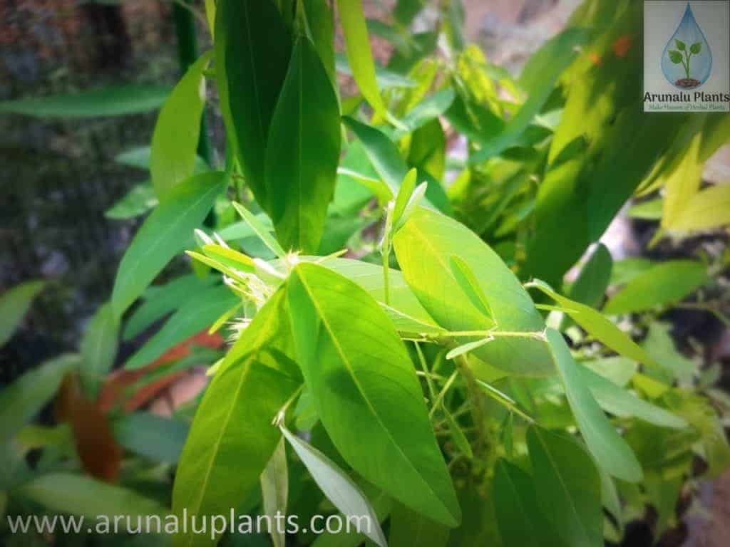 Pranajeewa | Dancing Plant | Codariocalyx motorius | ප්‍රානජීව | plants ...