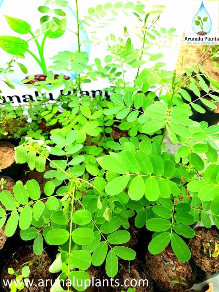 Ranawara | Cassia auriculata | Tanner's Cassia | රණවරා