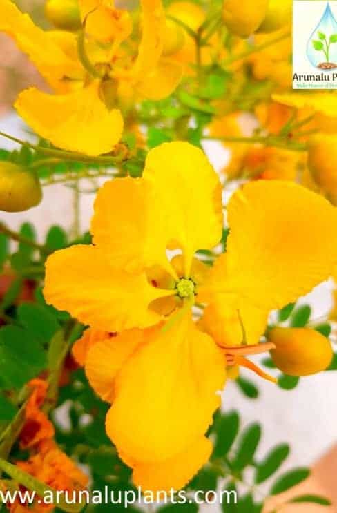 medicinal plants in sri lanka pdf sinhala | Arunalu Plants