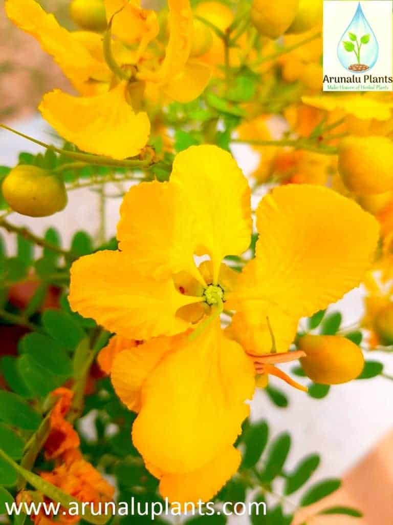 Ranawara | Cassia auriculata | Tanner's Cassia | රණවරා