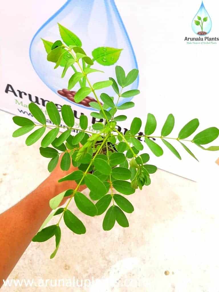 Ranawara | Cassia auriculata | Tanner's Cassia | රණවරා
