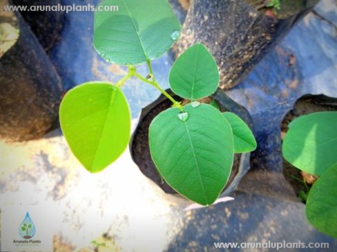 Rath Hadun | Red Sandalwood | Pterocarpus santalinus | රත් හඳුන් ...
