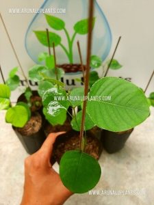 Rath Hadun | Red Sandalwood | Pterocarpus santalinus | රත් හඳුන් ...