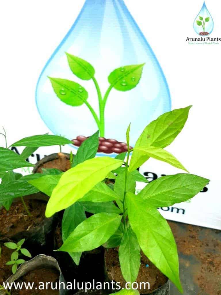 Ruk Aguna | Alangium salviifolium | රුක් අඟුණ | Arunalu Plants