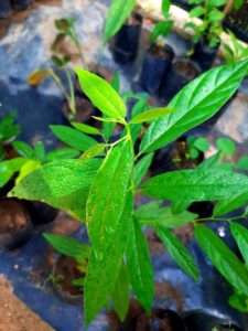 Ruk Aguna | Alangium salviifolium | රුක් අඟුණ | Arunalu Plants