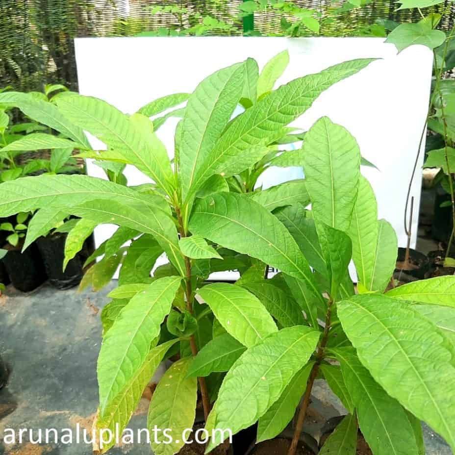 Trees | Arunalu Plants