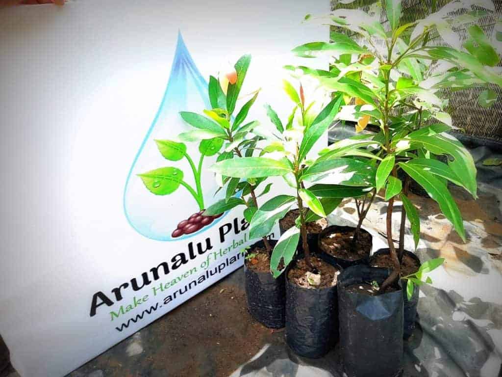 Thibiri | Diospyros malabarica | Gaub Tree | තිඹිරි | Arunalu Plants