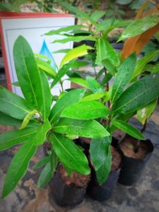 Thibiri | Diospyros malabarica | Gaub Tree | තිඹිරි | Arunalu Plants