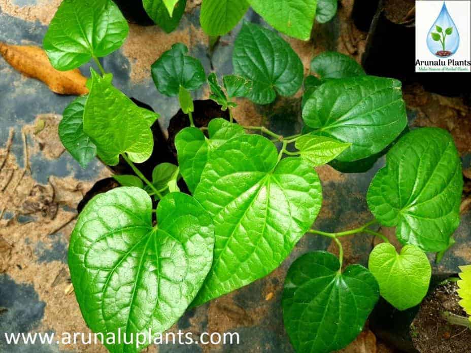 Thippili | Piper longum | Long Pepper | තිප්පිලි | Arunalu Plants