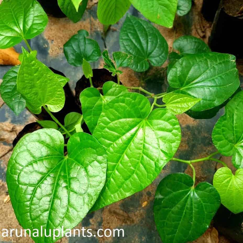 100 medicinal plants and their uses | Arunalu Plants