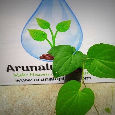 100 medicinal plants and their uses | Arunalu Plants