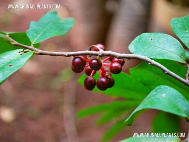Kalatiya | Polyalthia suberosa | Wild Fruits in Sri Lanka | කලටිය