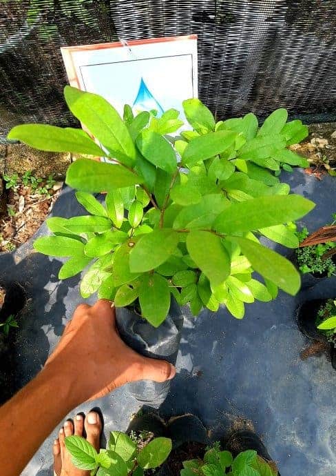 Ceylon Gooseberry | Pusberiya | Fruit Plants for Sale | Dovyalis ...