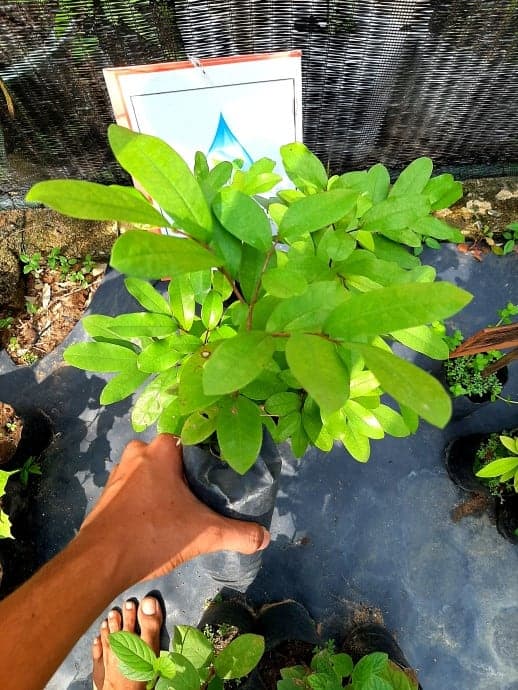 Kalatiya | Polyalthia suberosa | Wild Fruits in Sri Lanka | කලටිය