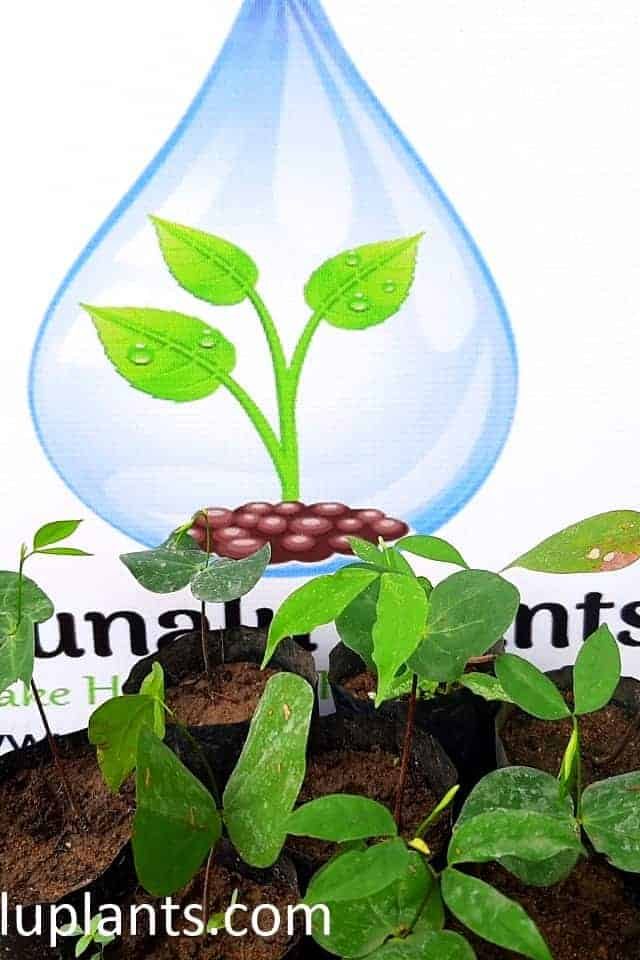 dummala tree | Arunalu Plants