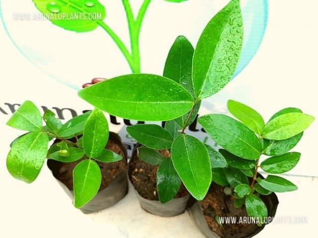 Panakka | Pleurostylia opposita | Panakka Tree | පනක්ක | Arunalu Plants