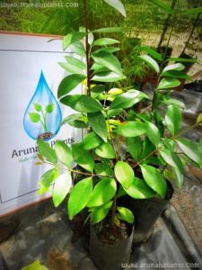 Panakka | Pleurostylia opposita | Panakka Tree | පනක්ක | Arunalu Plants