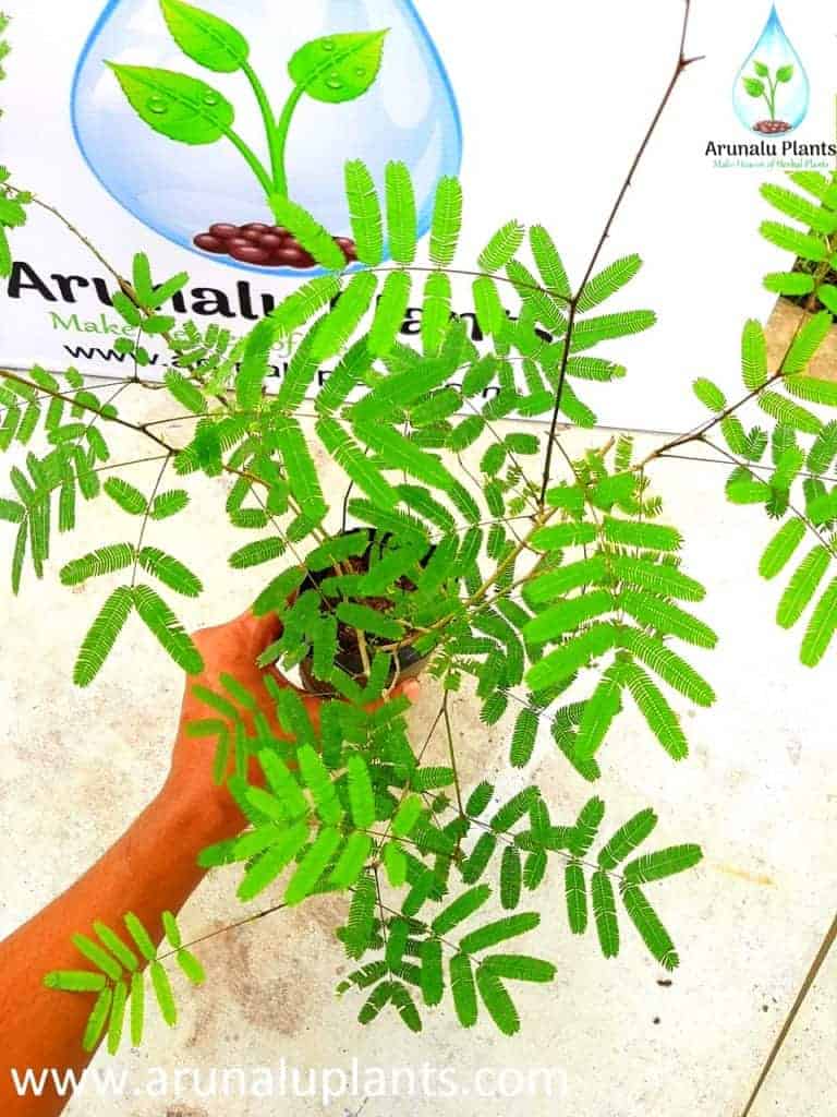 Iha | Albizia amara | ඉහ / ඉය වැල්