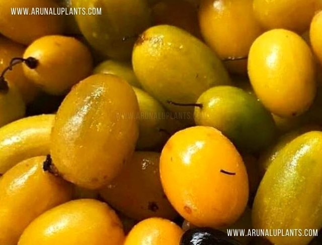 palu tree | Arunalu Plants