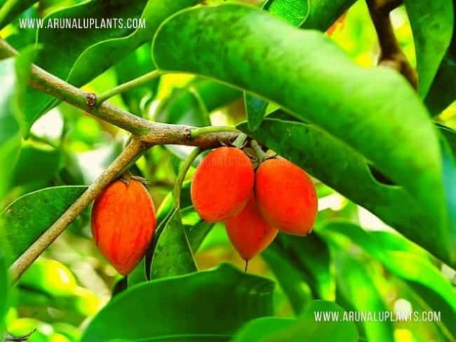 Munamal | Mimusops elengi | Spanish Cherry | මූනමල් | Arunalu Plants