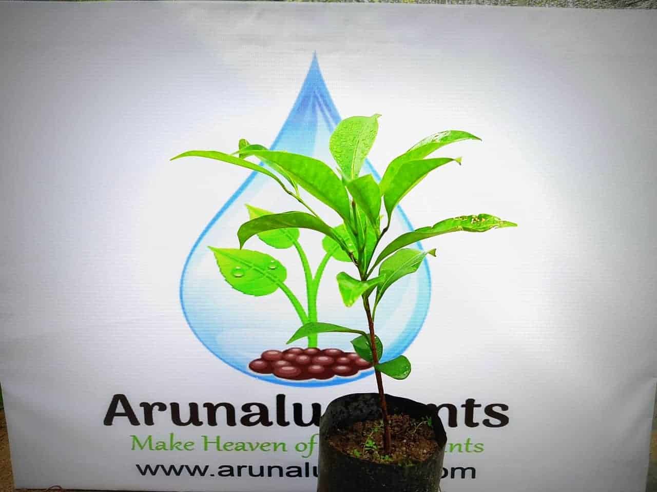 Munamal | Mimusops elengi | Spanish Cherry | මූනමල් | Arunalu Plants