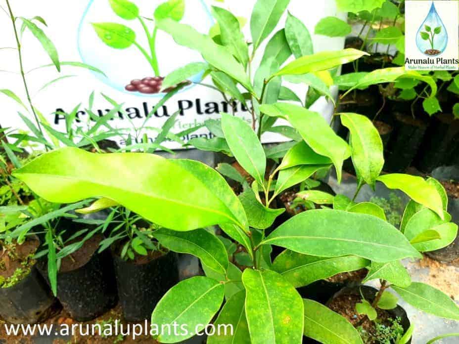 Munamal | Mimusops elengi | Spanish Cherry | මූනමල් | Arunalu Plants