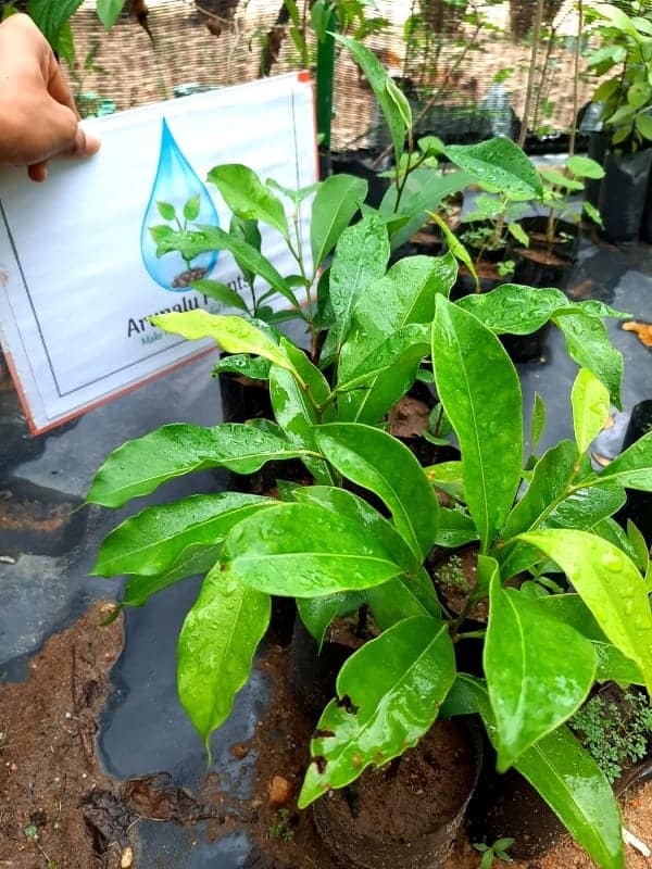 Munamal | Mimusops elengi | Spanish Cherry | මූනමල් | Arunalu Plants