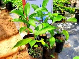 Munamal | Mimusops elengi | Spanish Cherry | මූනමල් | Arunalu Plants