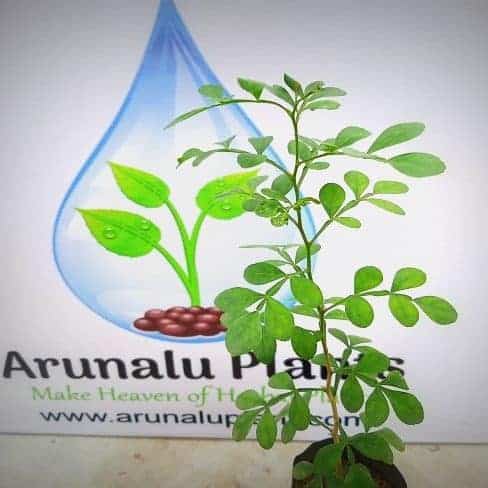 Dwarf Chinese Guava | Miniature Guava | Kuru Cheena Pera | Guava Plants ...