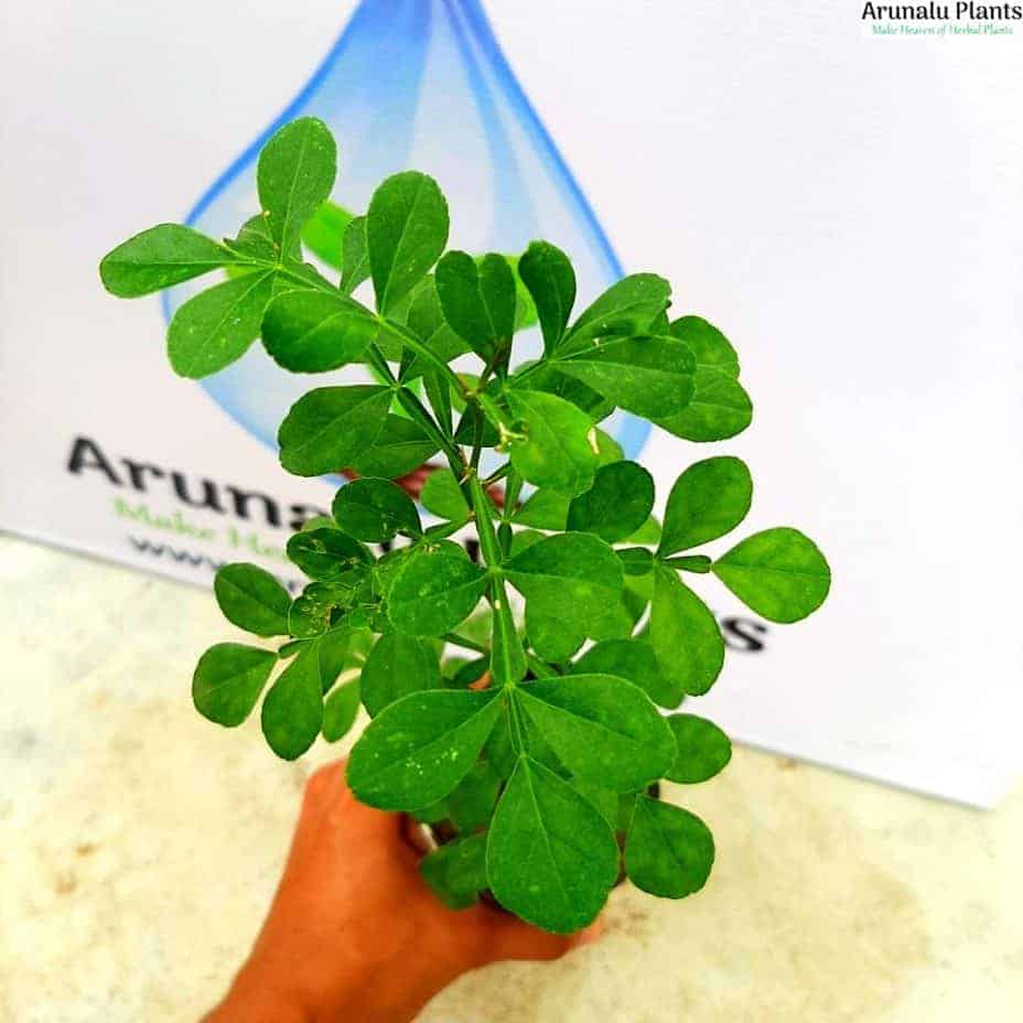 Dwarf Chinese Guava | Miniature Guava | Kuru Cheena Pera | Guava Plants ...