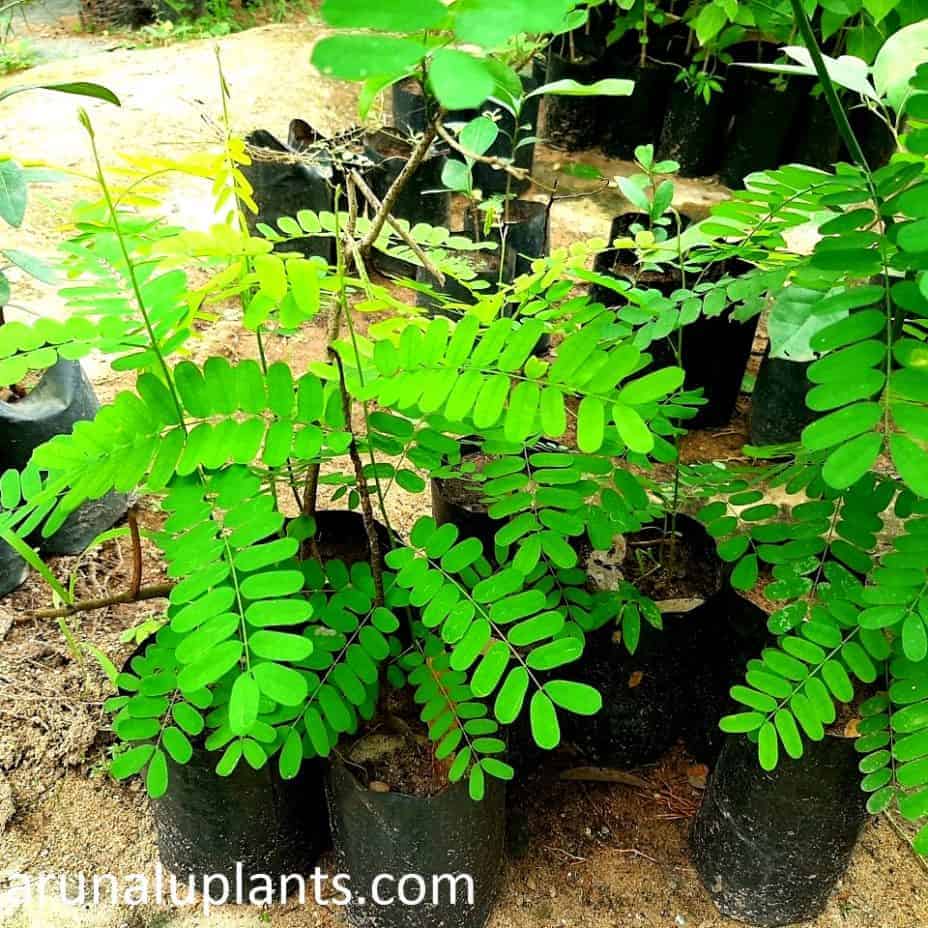 Vines | Arunalu Plants