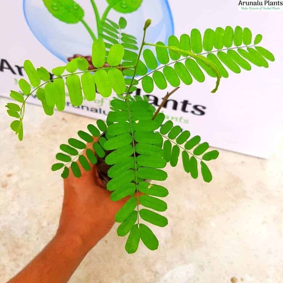Vines | Arunalu Plants