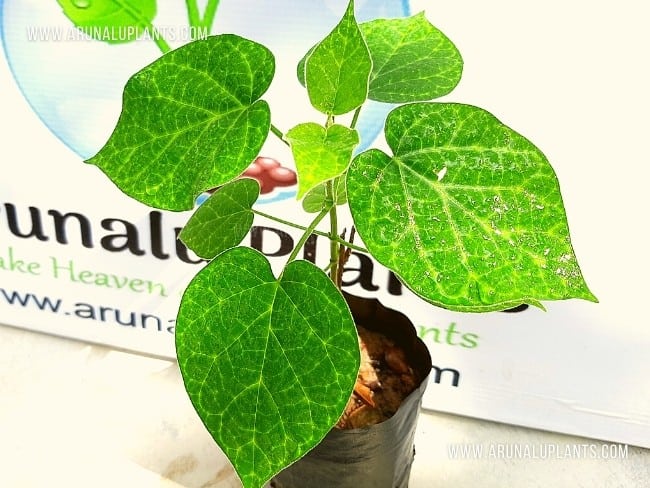Muruwa | Marsdenia tenacissima | මුරුවා දූල්