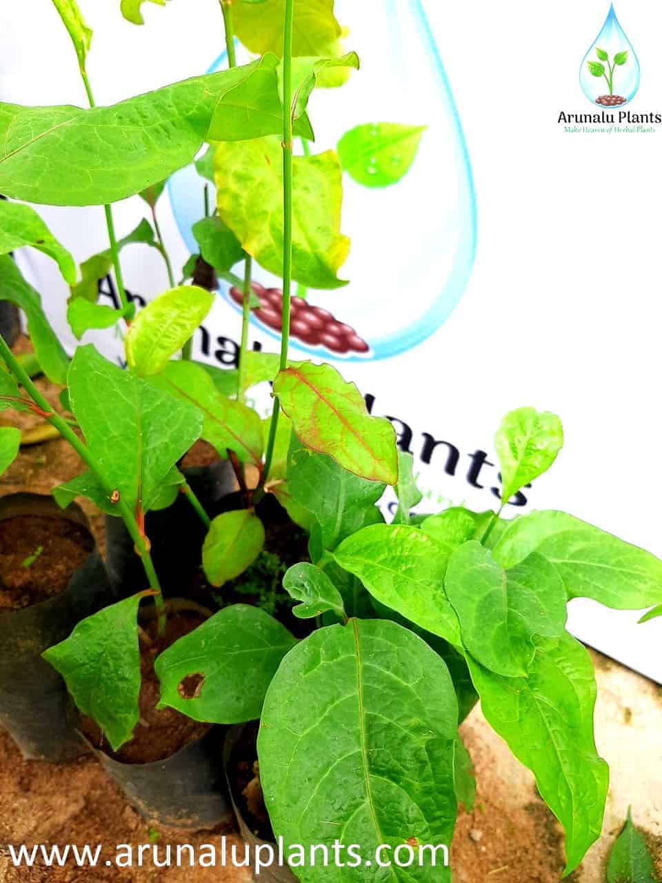 Rath Nitul | Rath Nitol | Plumbago indica | Indian Leadwort | රත් නිතුල්