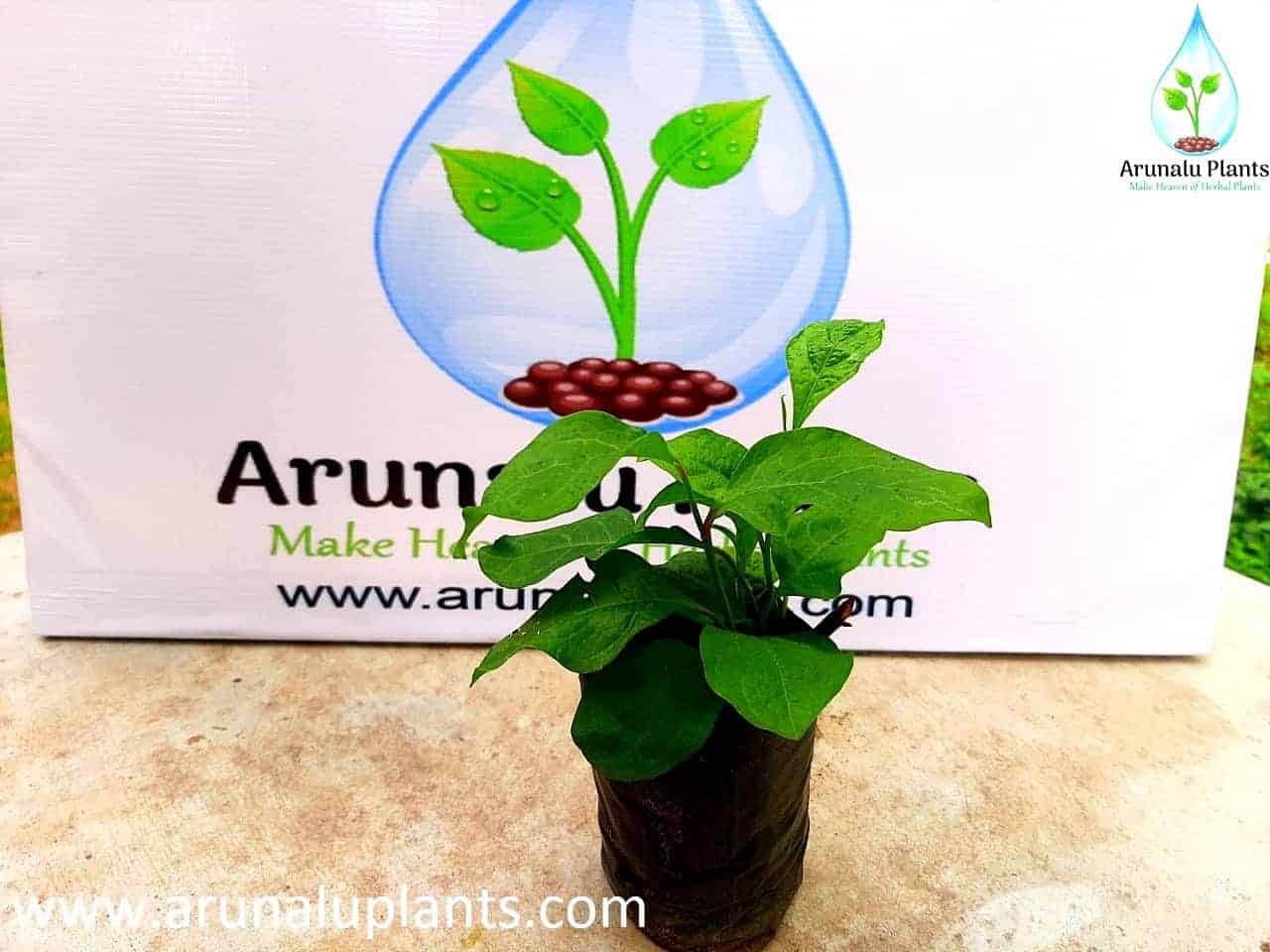 Rath Nitul | Rath Nitol | Plumbago indica | Indian Leadwort | රත් නිතුල්