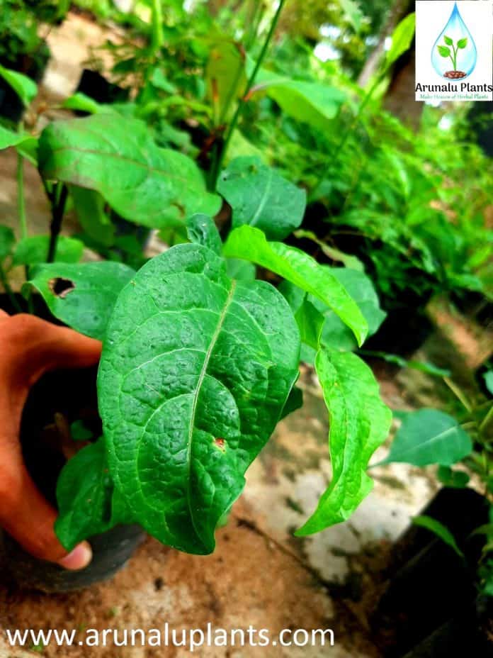 Rath Nitul | Rath Nitol | Plumbago indica | Indian Leadwort | රත් නිතුල්