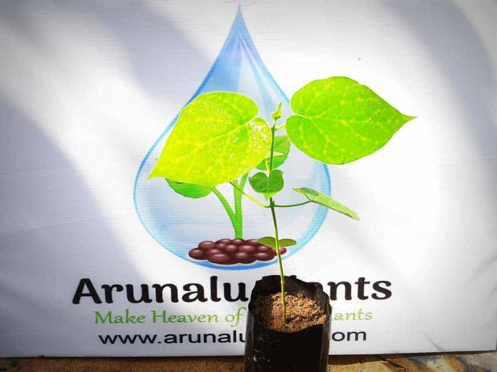 Muruwa | Marsdenia tenacissima | මුරුවා දූල්