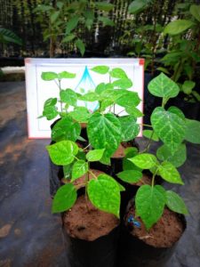 Muruwa | Marsdenia tenacissima | මුරුවා දූල්