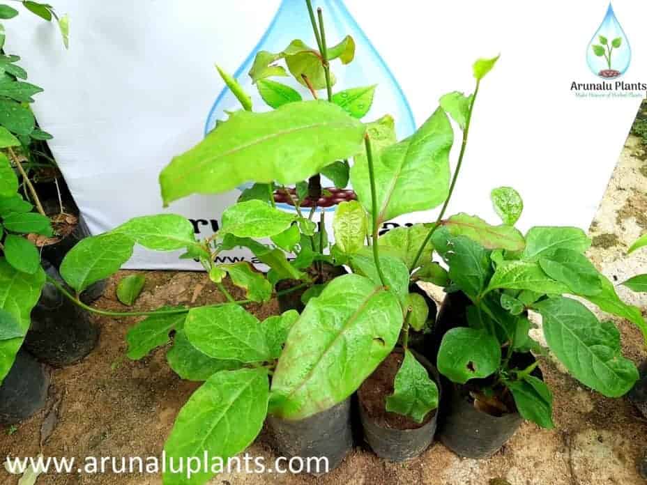 Rath Nitul | Rath Nitol | Plumbago indica | Indian Leadwort | රත් නිතුල්