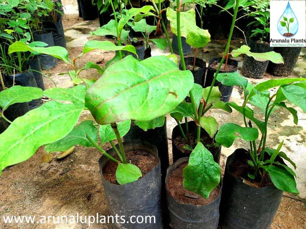 Rath Nitul | Rath Nitol | Plumbago indica | Indian Leadwort | රත් නිතුල්