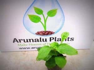 Rath Nitul | Rath Nitol | Plumbago indica | Indian Leadwort | රත් නිතුල්