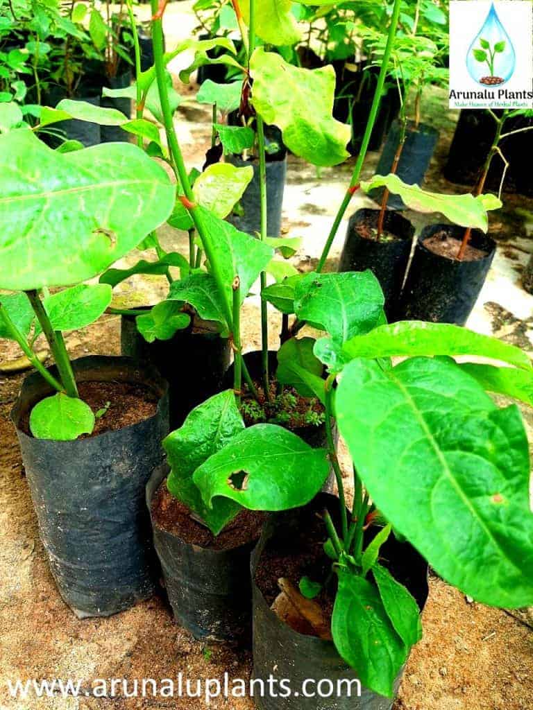 Rath Nitul | Rath Nitol | Plumbago indica | Indian Leadwort | රත් නිතුල්