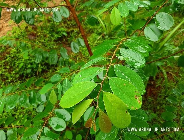 Madara | Arunalu Plants