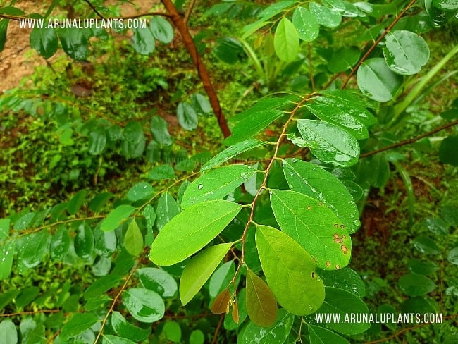 Madara | Gaja Madara | Cleistanthus collinus | ගජ මදාරා | Arunalu Plants