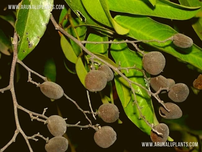Gal Siyambala | Dialium indum | Velvet Tamarind | ගල් සියඹලා | Arunalu ...