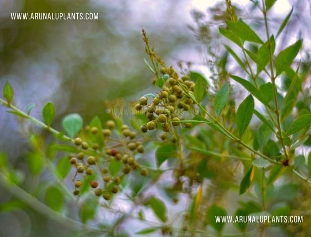 medicinal plants in sri lanka pdf sinhala | Arunalu Plants