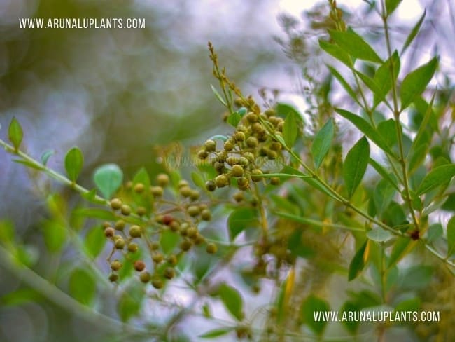 Marathondi | Lawsonia inermis | Henna Tree | මරතොණ්ඩි | Arunalu Plants