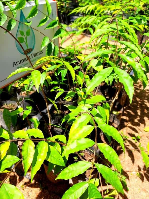 Kiriwalla | Holarrhena mitis | කිරිවල්ල | Arunalu Plants