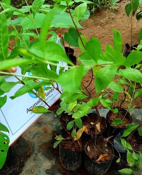 collection of medicinal plants in sri lanka | Arunalu Plants